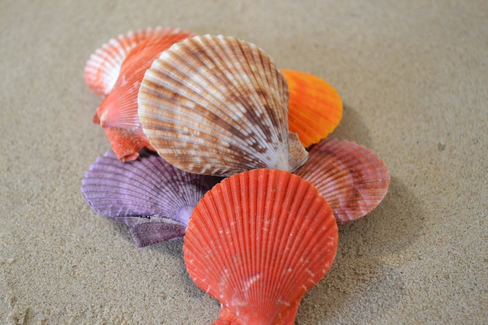 Shells Seashells, Beach Shells, Individual Sea Shells - Choice of Over ...