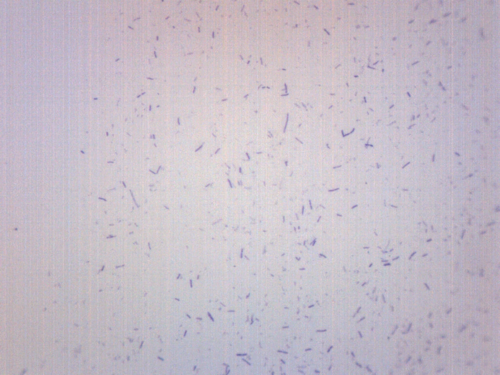 Lactobacillus Microscope