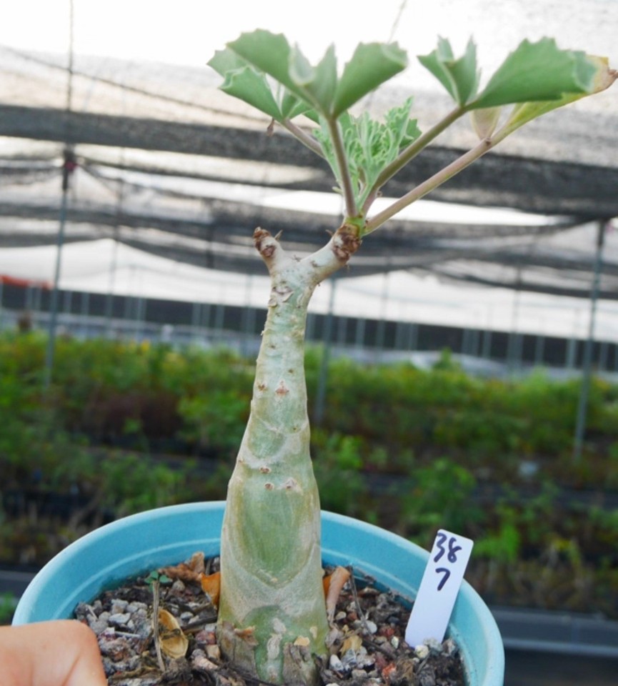 Rare Live Cacti plant Cyphostemma betiforme WYSIWYG Own Root Caudex ...
