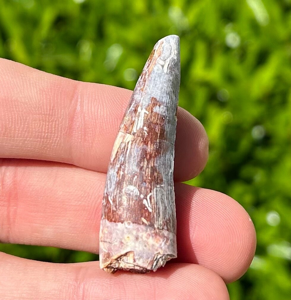 Redondasaurus Large Phytosaurus Vertebrae Redondasaurus For Sale ...