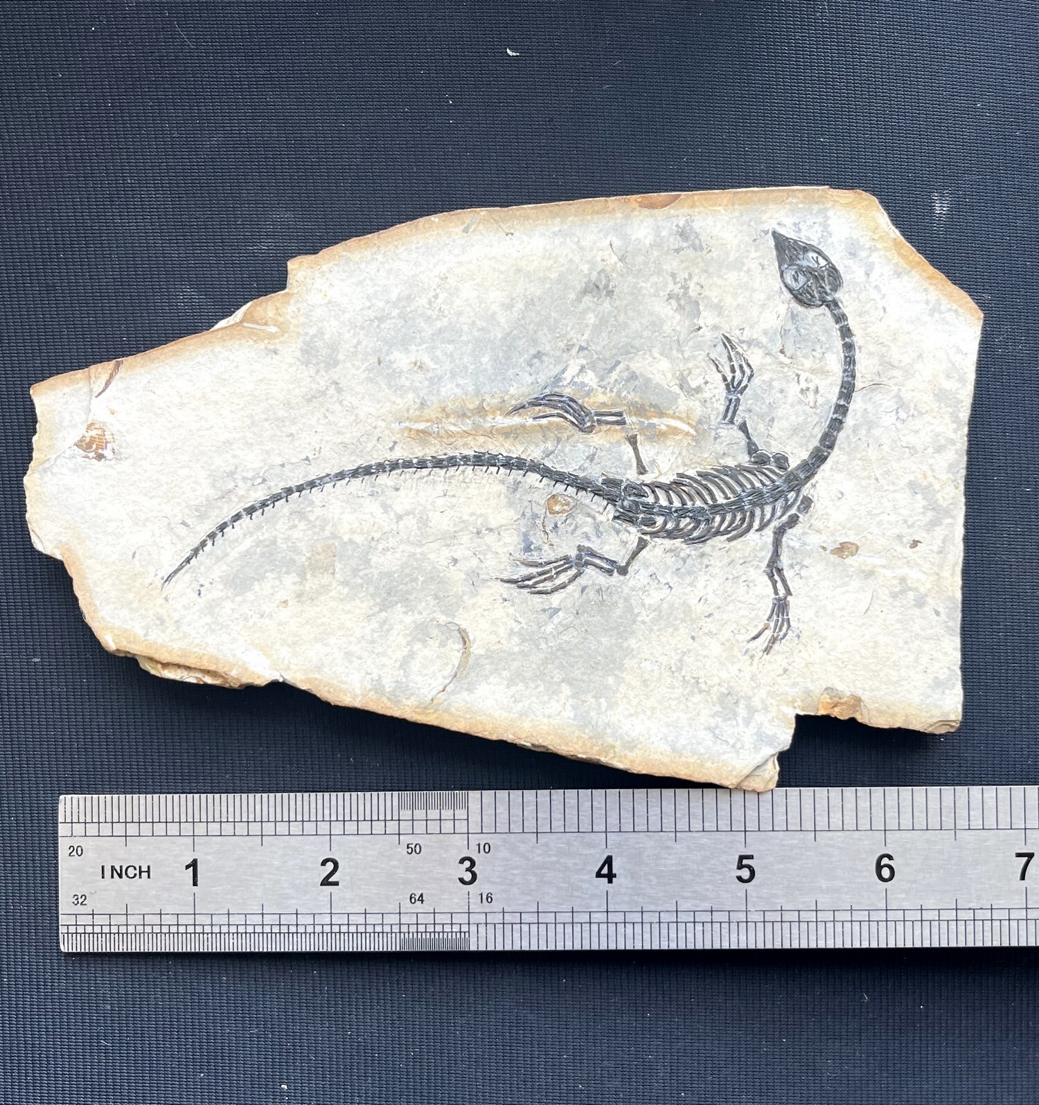 Unique Real AMPHIBIAN-VERTEBRA-NOTHOSAURIA-JURASSIC Dragon Dinosaur ...