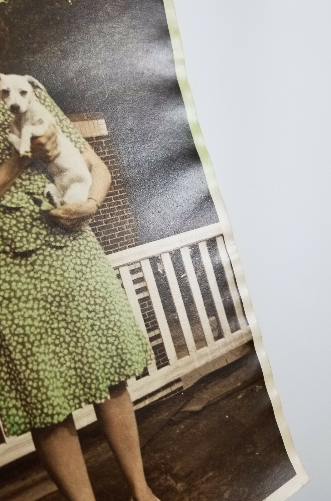 Vintage Hand Colored Photo Woman Holding A Terrier Dog Green Patterned ...