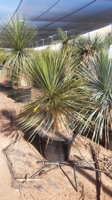 rare yucca linéaris -18°C | eBay