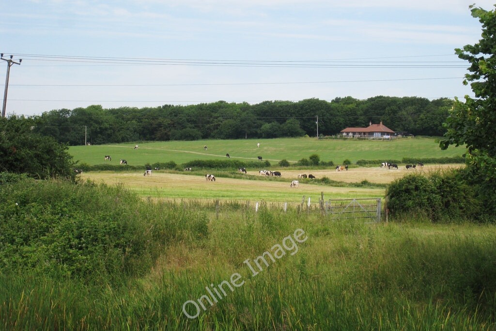 Photo 6x4 Fields of Cows Ruckinge From Kitsbridge Lane. Looking towards ...