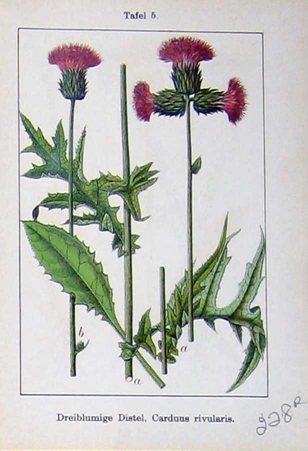 Antique Old Print Flowers Sturms 1906 Carduus Anglicus Dreiblumige ...