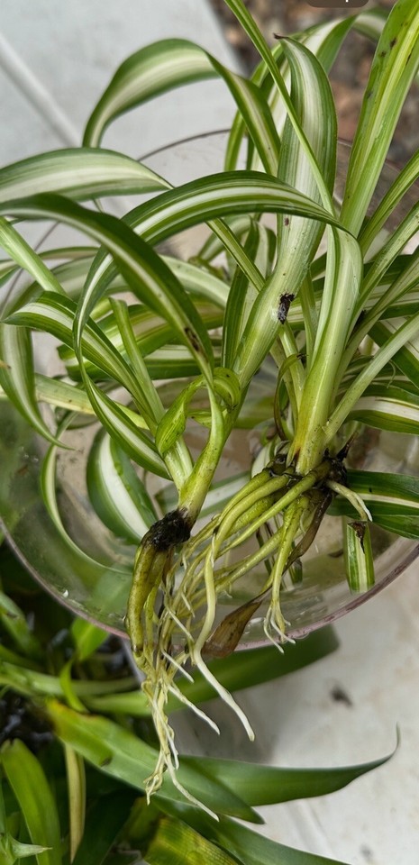 CHLOROPHYTUM COMOSUM SPIDER PLANT VARIEGATED BARE ROOT/PUP | eBay