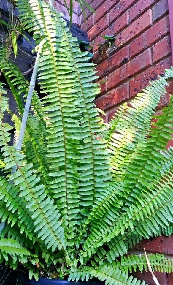 Large Sword Fern Nephrolepis cordifolia x3 rooted live plant *EXPRESS ...