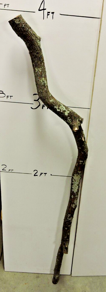 48" Hickory Wood Walking Stick Blank Staff Craft Crooked Handle 1 1/16 ...