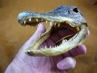 (G-Def-230) 5" Deformed Gator short jaw ALLIGATOR Aligator HEAD teeth ...