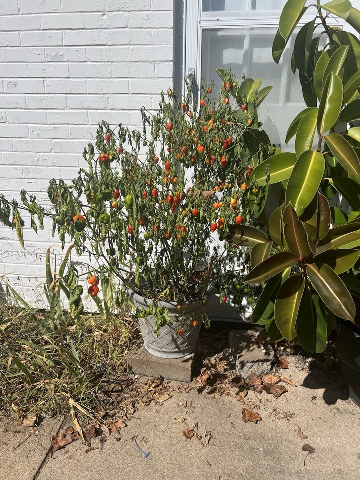 40 FRESH PICKED Super Hot Mix Ghost Pepper Carolina Reaper Small Farm ...