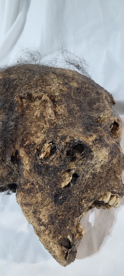 REALISTIC,HORROR,MUMMIFIED,HALLOWEEN HORROR PROP,SIDESHOW GAFF, ROT ...