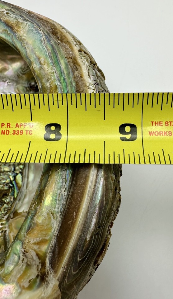 MASSIVE 8.75” Vintage Trophy Red Abalone Shell Haliotis Rufescent With ...
