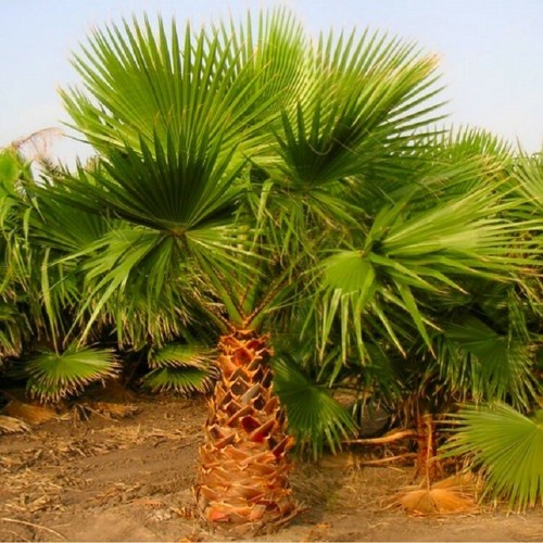 Mexican Fan Palm 100 - 120 cm Washingtonia Robusta Garden Indoor ...