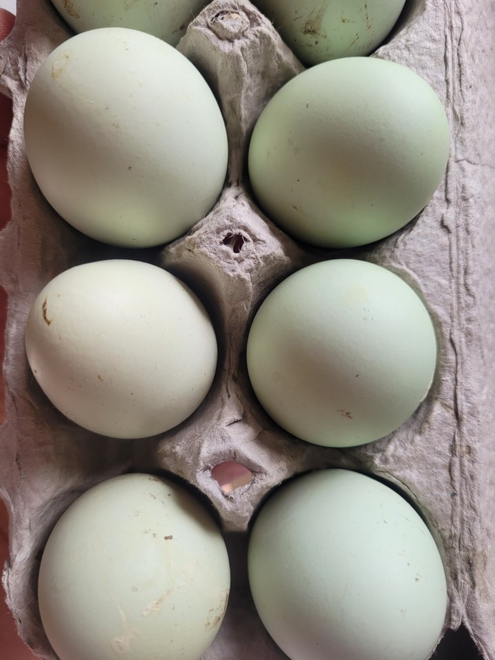 6 Lavender Ameraucana Blue Hatching Eggs | eBay