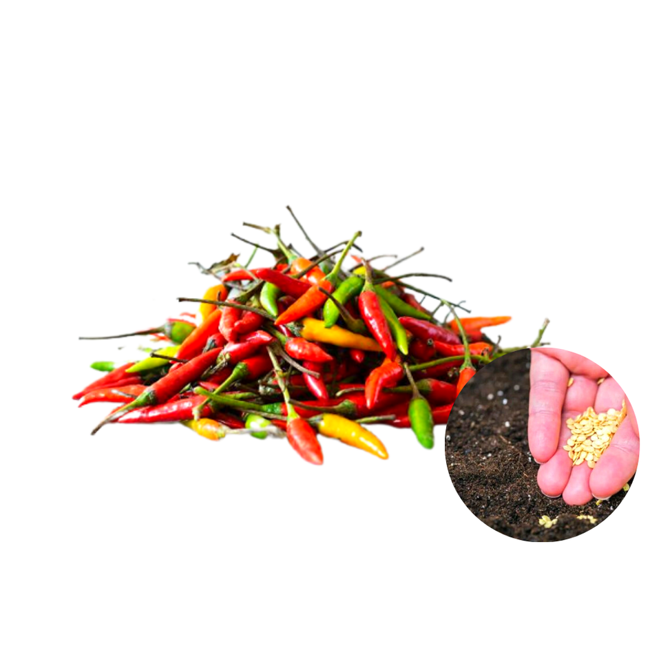 2g Seeds Super Hot Bird’s Eye Chili Ceylon Kochchi Organic Gardening ...