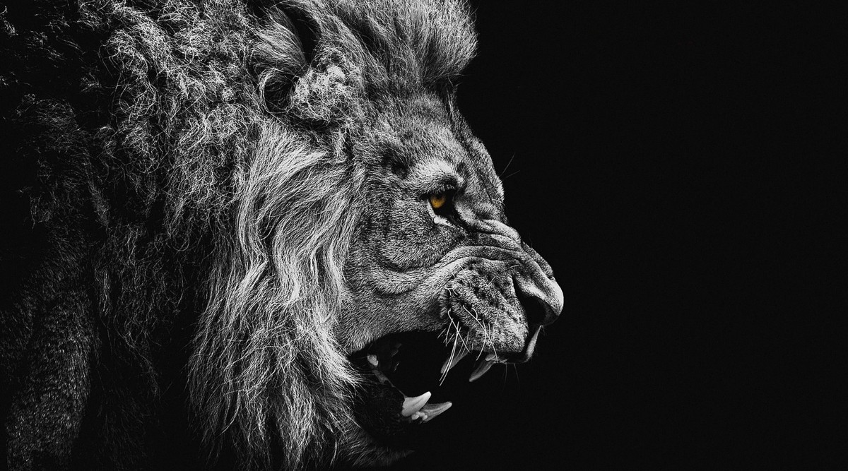Roaring Lion Side Profile Roaring Lion Profile Images – Browse