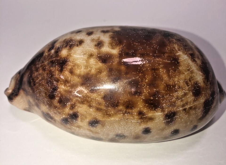 Rare, Huge, 125mm Glossy Seashells From Collection With Rare Designs | eBay