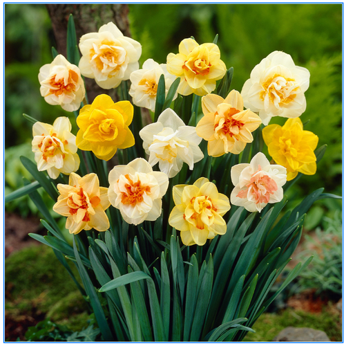 NARCISSUS DAFFODIL BULBS x25 "Double Mixed" FREE P&P! Despatch from ...