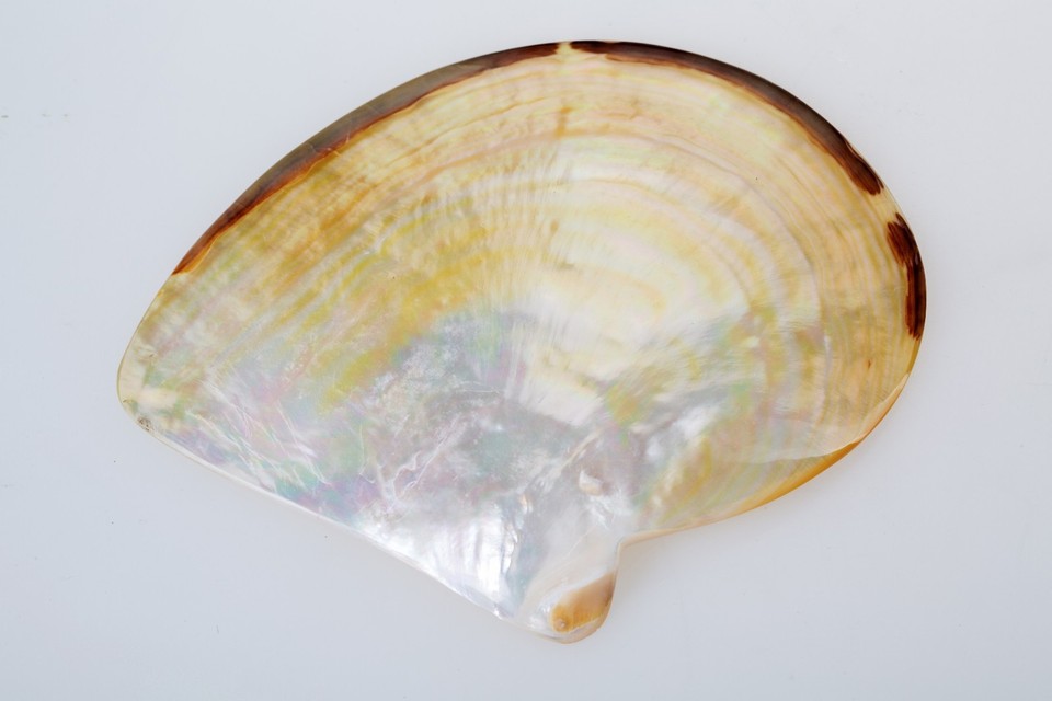 Black Mother of Pearl Polished Sea Shell Plate Jewelry Seashell ...