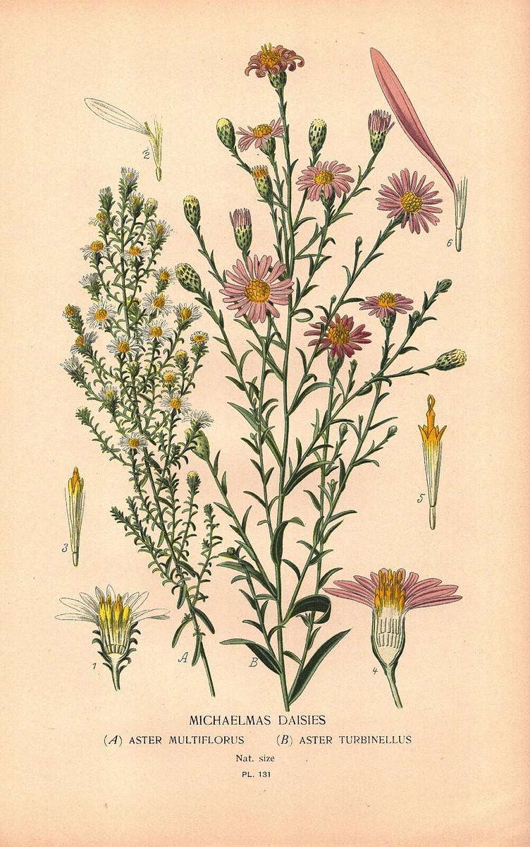 Michaelmas Daisy Botanical Illustration