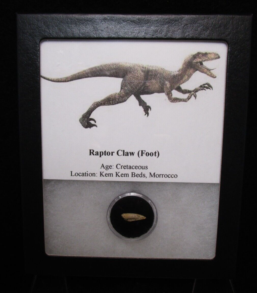 Fossil Cretaceous Raptor Foot Claw Kem Kem Formation Morocco Dinosaur ...