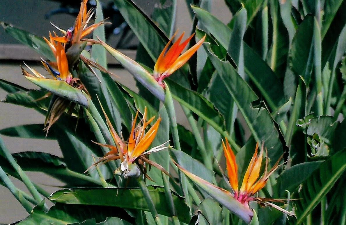 Strelitzia Reginae Dwarf