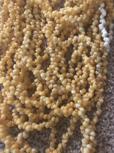 Cook Islands Pupu Ei (Small Shell Necklace) Or Lei In Hawaii | eBay