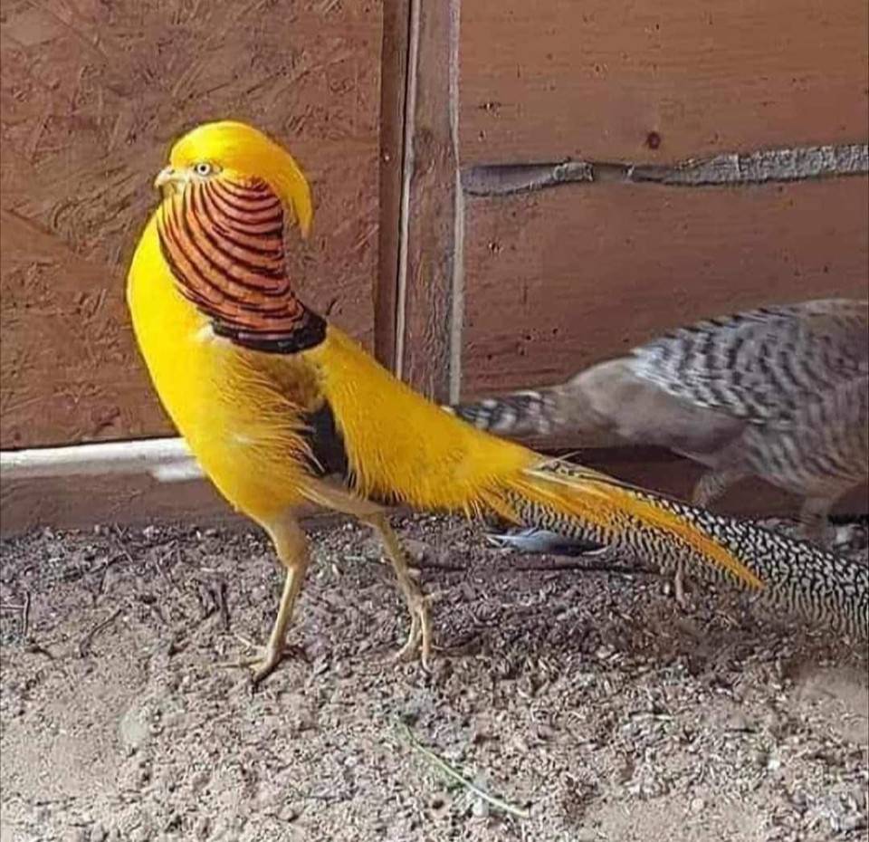 4 Lady Amherst + 2 yellow Pheasants Hatching Eggs Top Quality Breeders ...