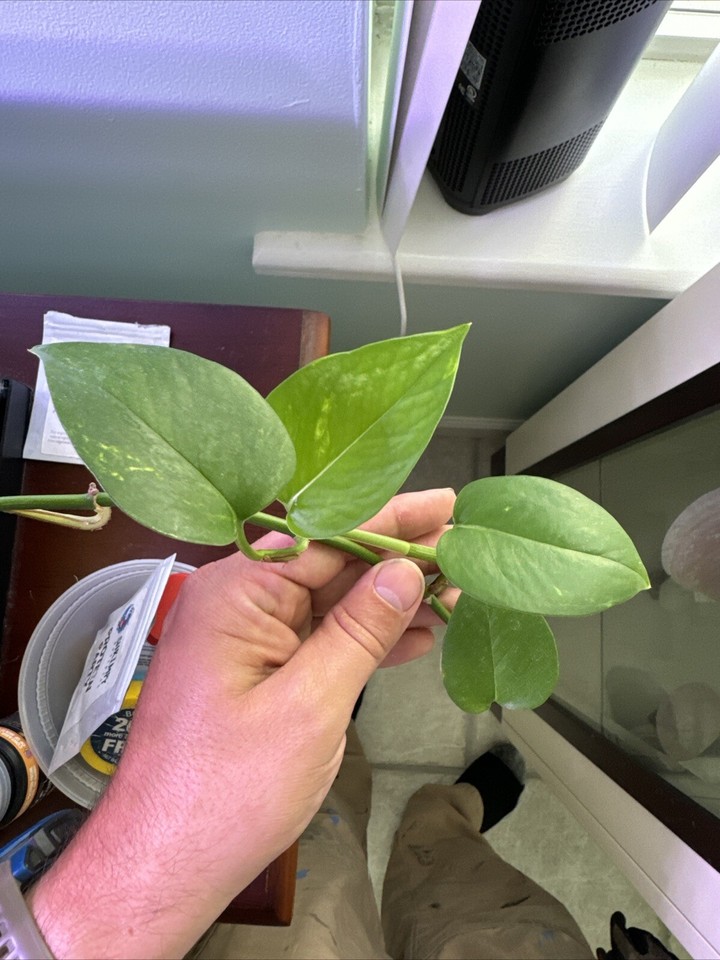 Golden Pothos Cuttings (3 pack) For Propagation 2 Nodes Each Epipremmum ...