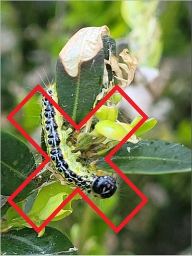 ORGANIC BOX BUXUS CATERPILLAR MOTH CONTROL BOXWOOD TREATMENT (XenTari ...