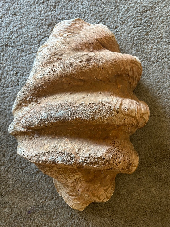 Very large clam shell 45 lbs 2 feet wide. | eBay