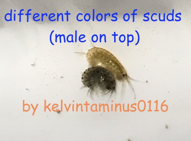 Live Food - Freshwater Scuds multiple quantity selection and/or durable ...