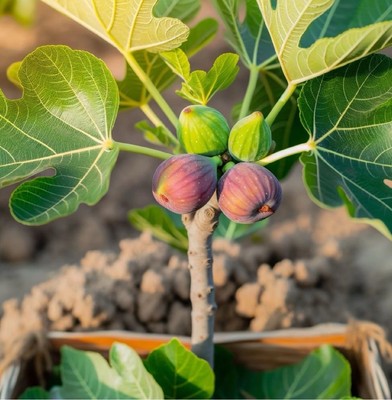 Little Miss Figgy, Fig Tree in a 9cm Pot, Ready to Fruit, Sweet Taste ...