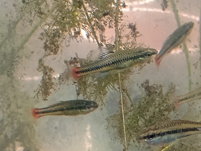 4 Bluefin Killifish (Lucania goodei) Breeding Set 3 Females 1 Male | eBay