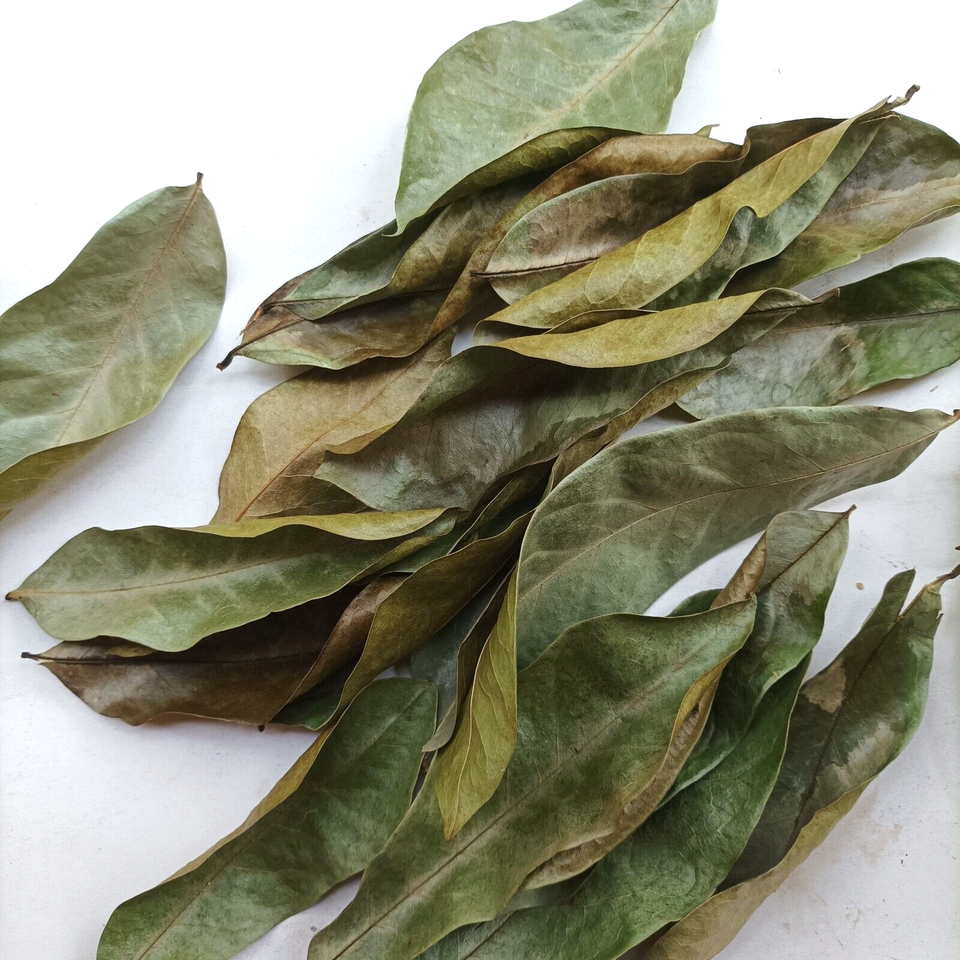 Dried Soursop Organic Natural Tea Leaves Graviola Hojas Guanabana ...