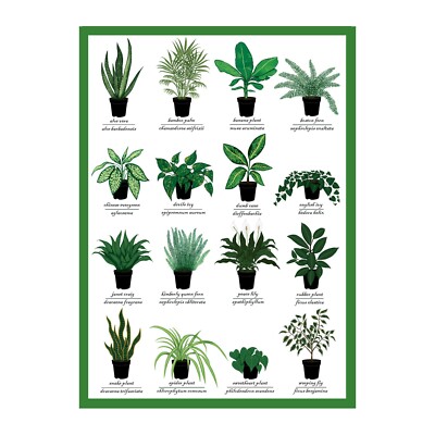 The Horticultural Chart Of Houseplants In 2020 Common UK: Average