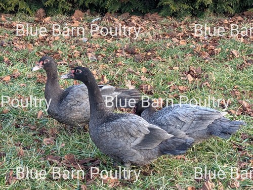 6 Muscovy Duck Blue Black Silver Chocolate White Hatching Eggs Show ...