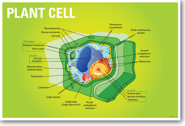 Vesicle Plant Cell