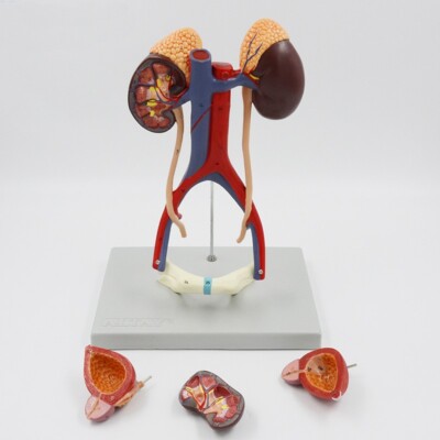 5 Parts Human kidney bladder model Arteriovenous Urinary system model ...