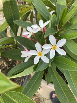 Hausten White Plumeria 10”-12” Cutting, Prepared For Rooting | eBay
