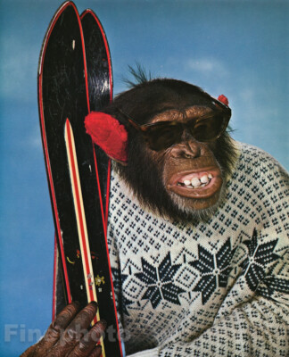 1959 Vintage MONKEY HUMOR Chimpanzee SNOW SKI Alpine Skiing Sports Animal Photo | eBay