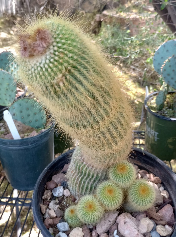 Notocactus leninghausii Golden Rod Columnar Large Cactus With Pups 151 ...