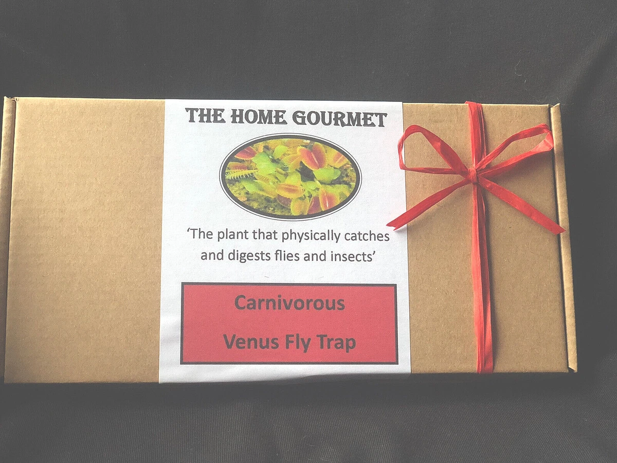 Venus Fly Traps Gifts