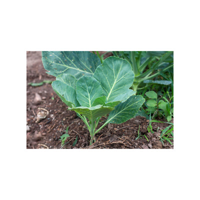 250+Cabbage Collards Seeds | Heirloom Collards Seeds | eBay