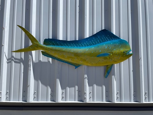 53" Bull Dolphin Right Half Mount (Mahi) Replica - Quick Production | eBay