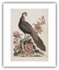 George Edwards : "Peacock Pheasant from China" (c.1747) — Giclee Fine ...