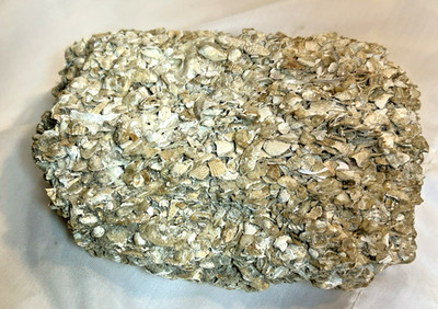 Coquina Shell Fossil Rock 8”, 2.5 Pound | eBay