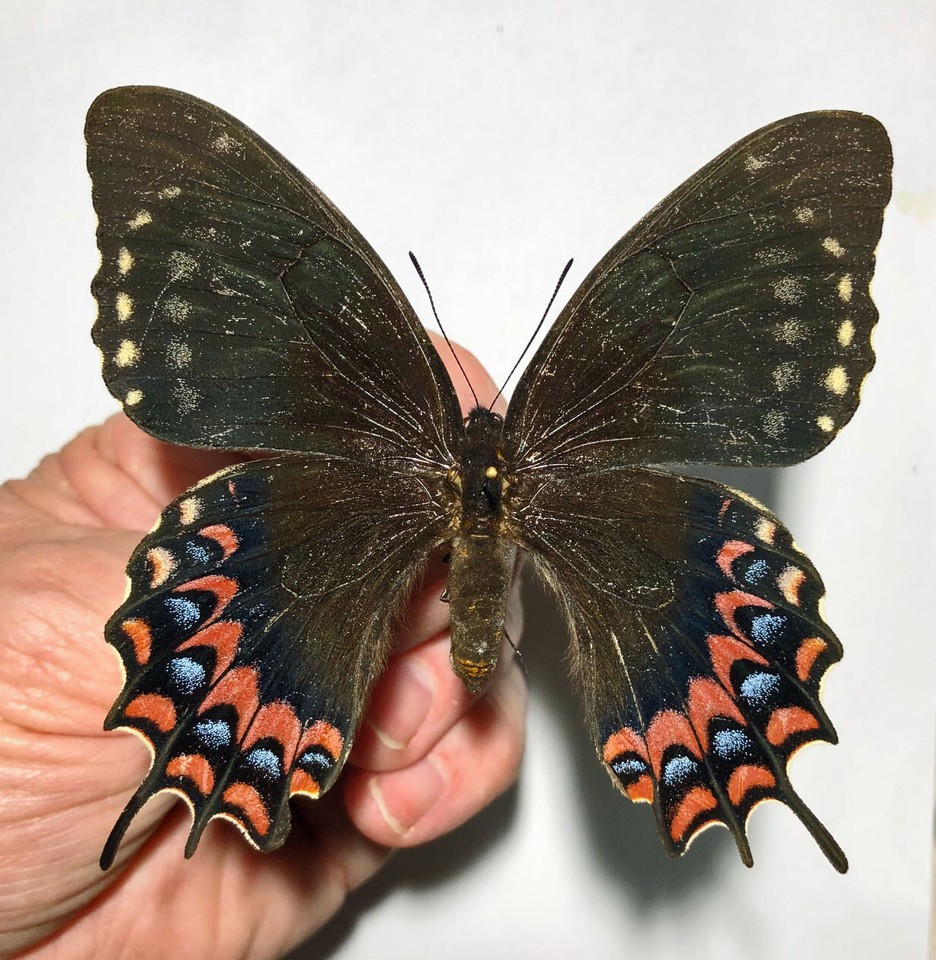 PAPILIO ABDERUS ABDERUS ****female Nr. 1 form AMERIAS**** Mexico ...