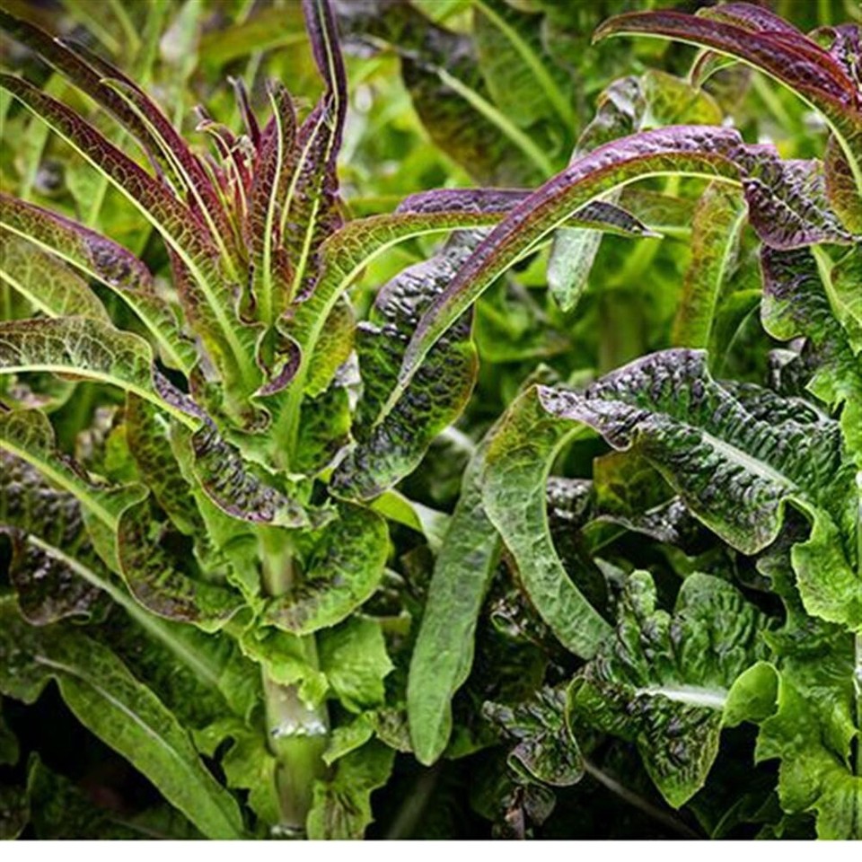 2000++Seeds Mix Green & Purple Sword Lettuce seeds, Celtuce, wosun ...