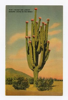 Oldest and Largest Sahuaro Cactus in the World Color Linen Postcard | eBay